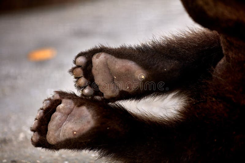 Big dog with small paws stock photo. Image of grass - 166554412