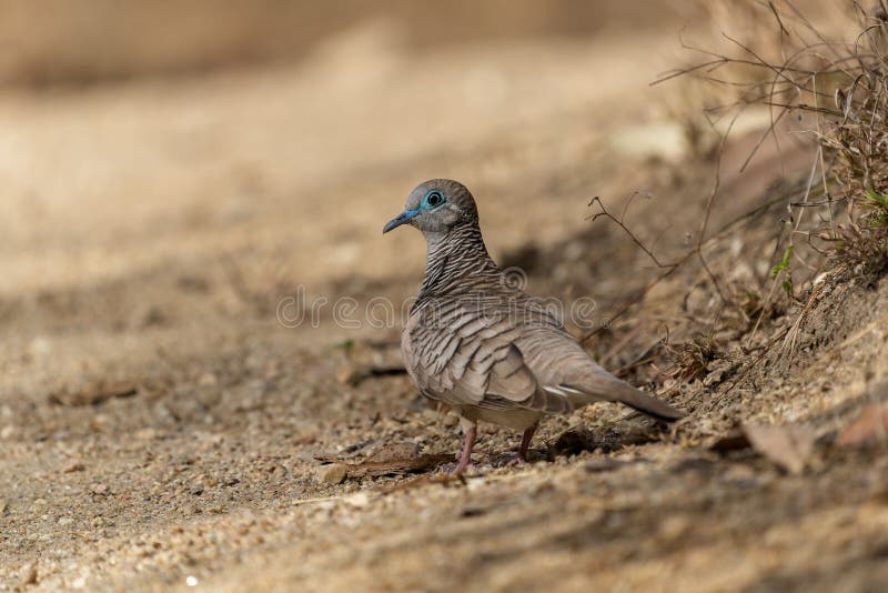 A Small Peaceful Dove Bird on a Sandy Ground Stock Photo - Image of ...