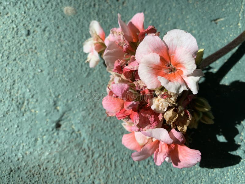 Pink Blossoms on the Concrete Stock Photo - Image of concrete, bloom ...