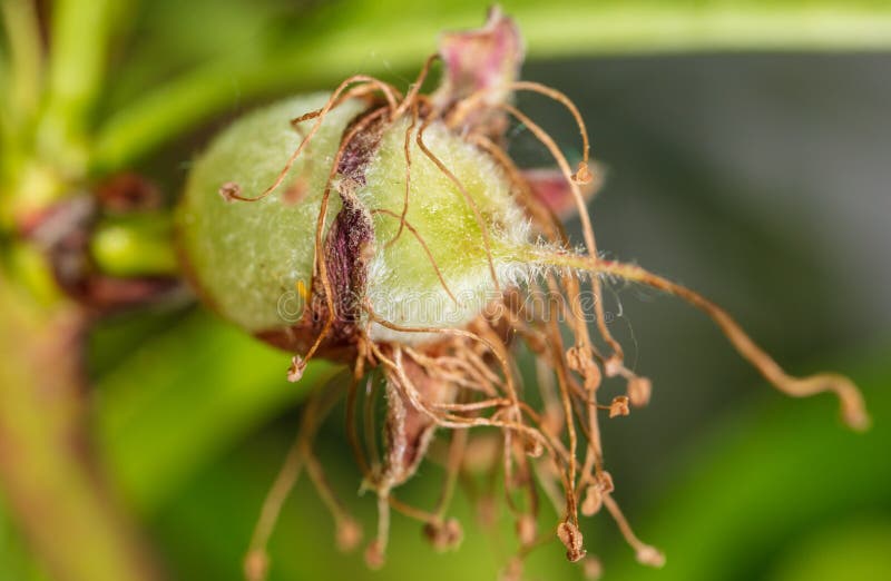 Small Peach on a Tree Branch in Spring Stock Photo - Image of food ...