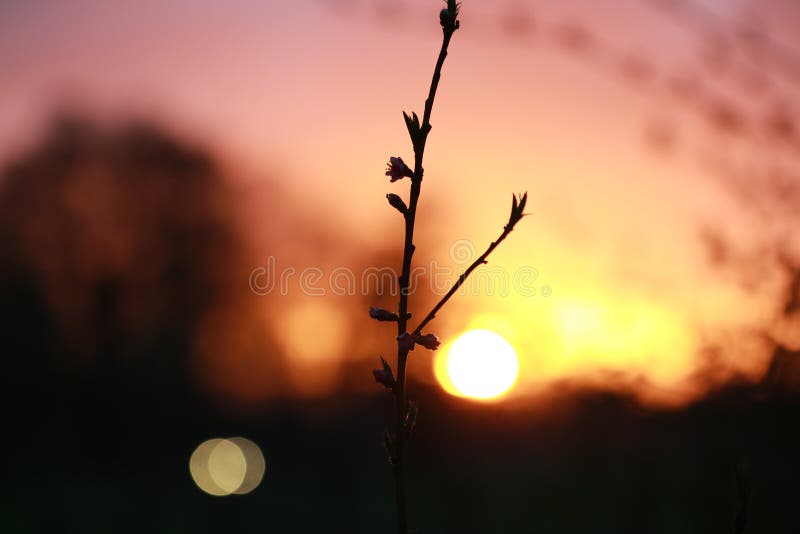 Small Peach Tree in Front of a Sunset Stock Photo - Image of outdoors ...