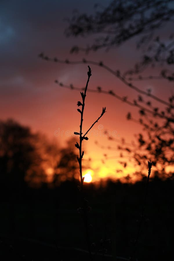 Small Peach Tree in Front of a Sunset Stock Image - Image of clouds ...