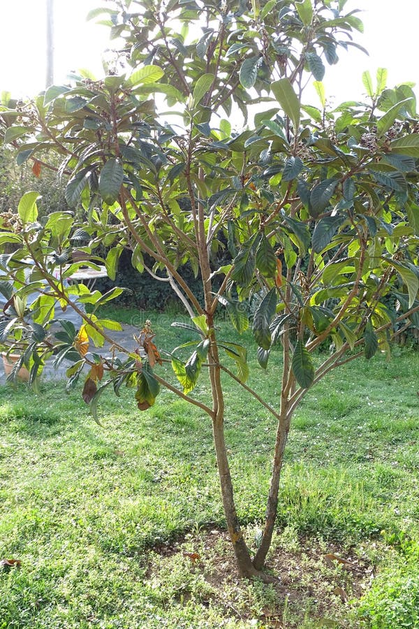 Small Tree. Peach Tree In The Garden Stock Image - Image of flower ...