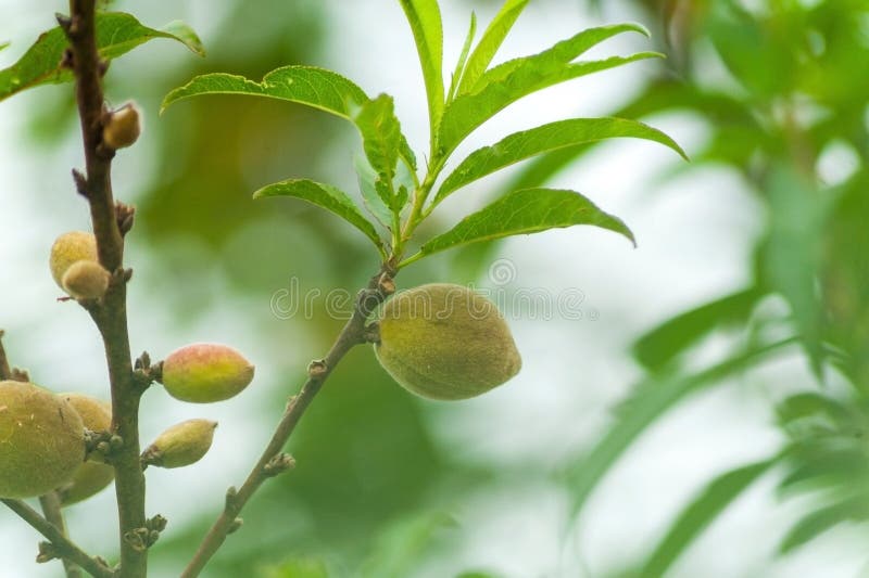Small peaches stock photo. Image of time, blossom, green - 258292580