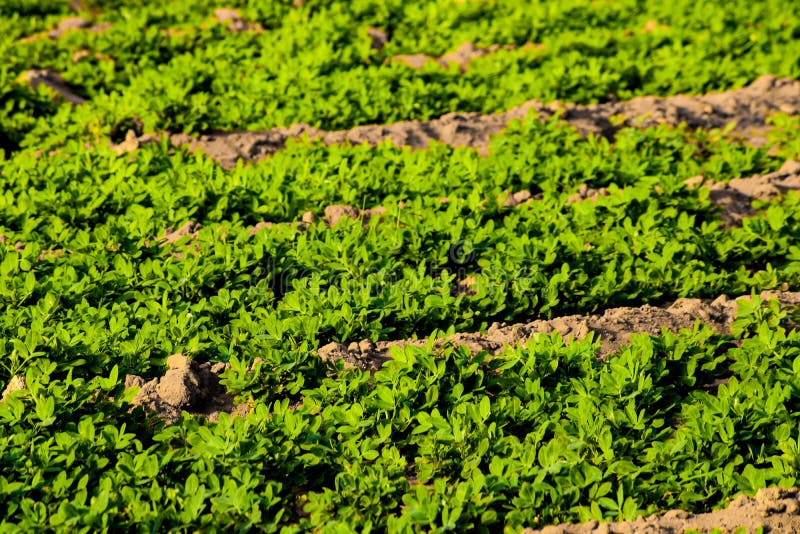 497 Groundnut Growing Soil Stock Photos - Free & Royalty-Free Stock ...
