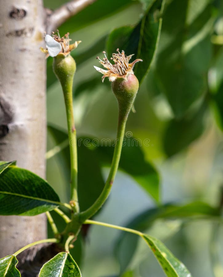 Small Pear Fruits on a Tree in Spring. Close-up Stock Photo - Image of ...