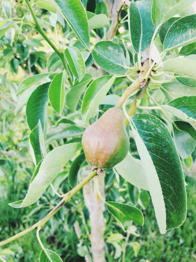 A Small Pear Growing on a Limb Stock Image - Image of natural, summer ...