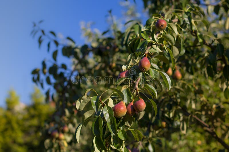 Small Pear Growing on the Tree Stock Image - Image of freshness, autumn ...