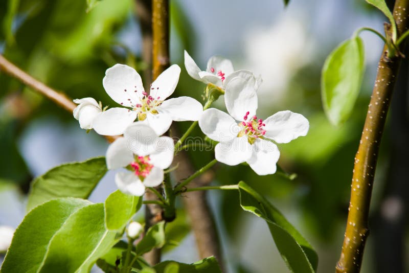 Small Pear in the Bay in Andaman Sea. Stock Photo - Image of road ...
