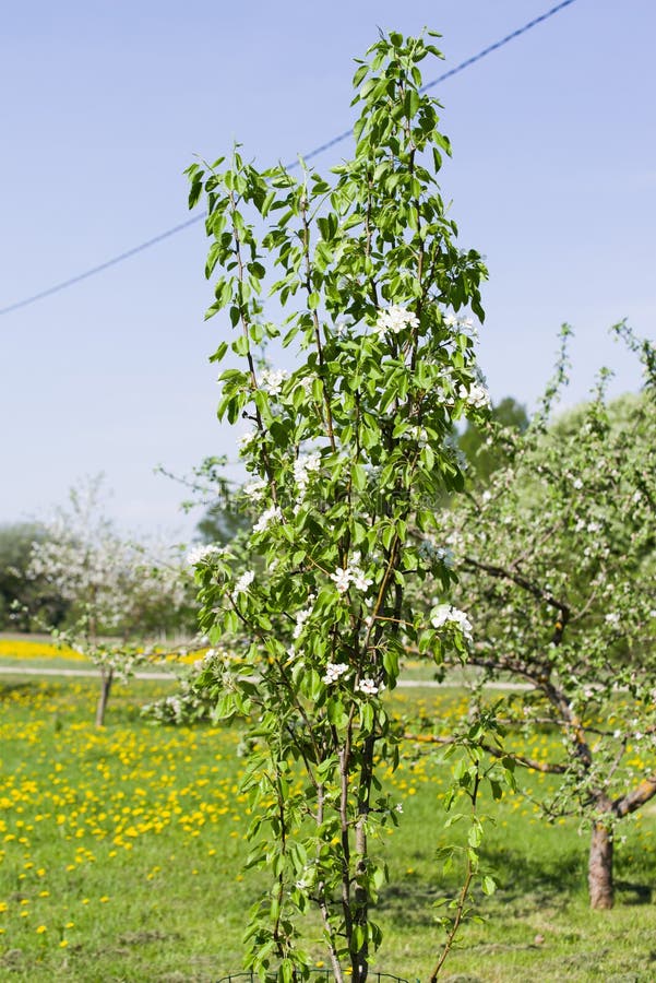 Small Pear in the Bay in Andaman Sea. Stock Photo - Image of road ...