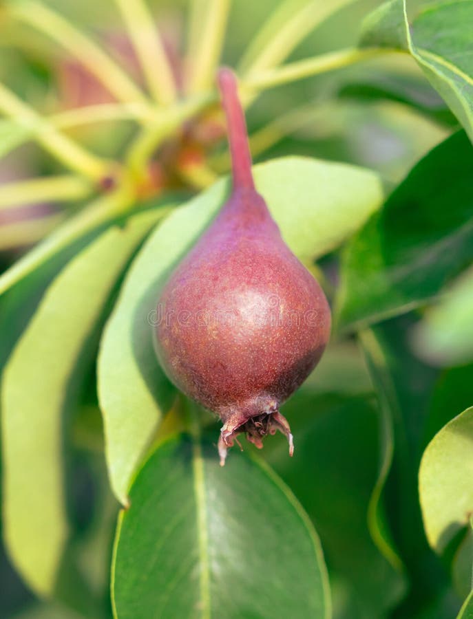 Small Pear in the Bay in Andaman Sea. Stock Photo - Image of road ...