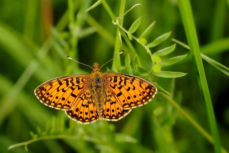 Small Pearl-border Fritillary Butterfly Stock Image - Image of devon ...