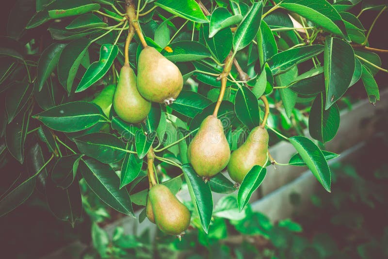 Small Pears on Branch stock photo. Image of nutrition - 77080268