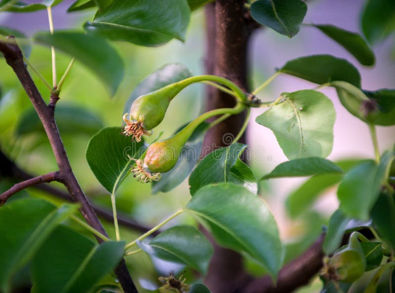 Small pears on the branch stock image. Image of branch - 147580359