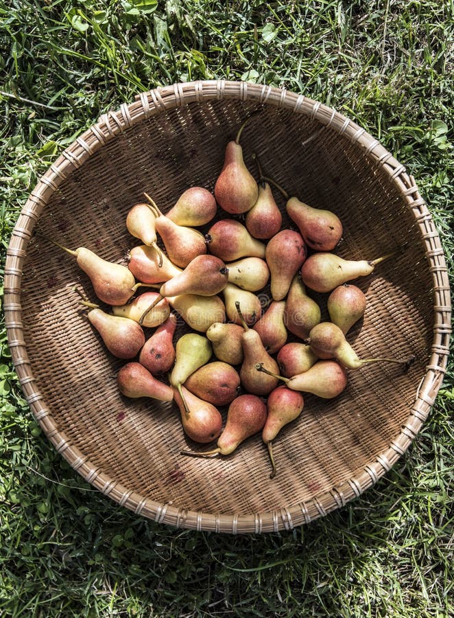 Small Pears in a Round Basket Stock Image - Image of macro, fruits ...