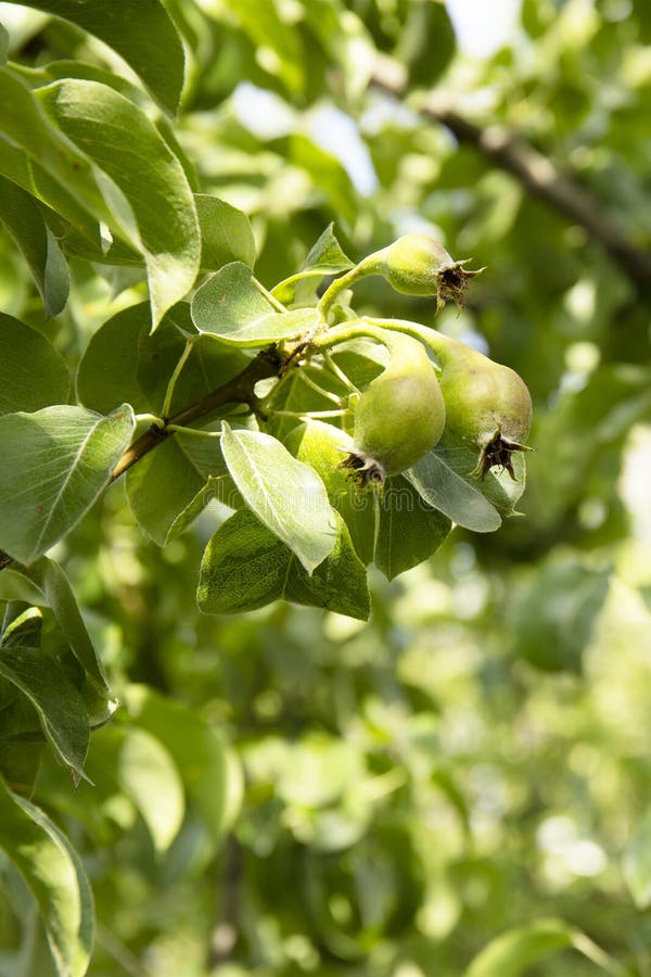 Small Pears on a Tree Branch in the Garden Stock Image - Image of ...