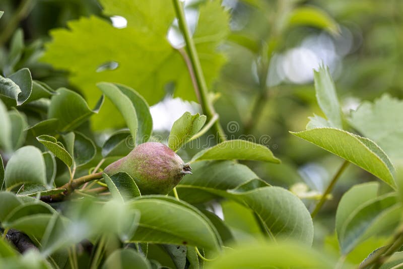 Small Pears on a Tree Branch. Pear Tree with Fruit in the Garden. Stock ...