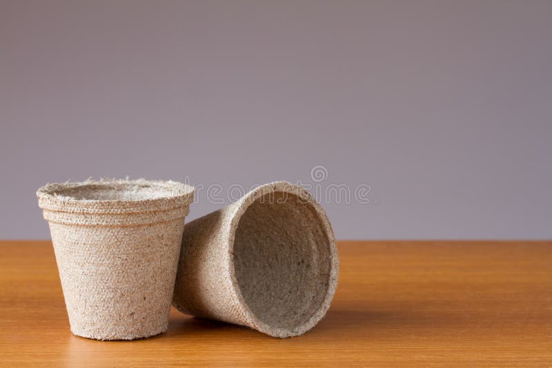 Small Red Peat Moss or Sphagnum Capillifolium Plant Stock Image - Image ...