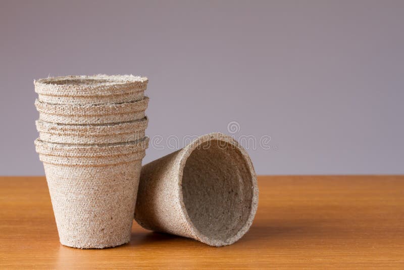 Small Red Peat Moss or Sphagnum Capillifolium Plant Stock Image - Image ...