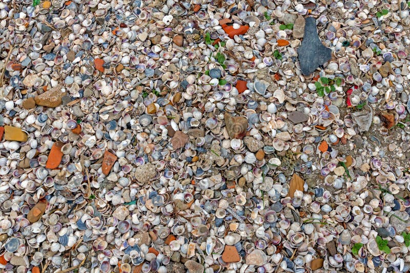 Small Pebbles Rocks and Shells on a Beach Stock Image - Image of beach ...