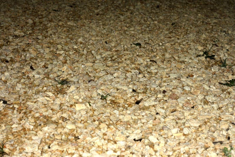 Small Pebbles Smooth Texture Background. Gravel Texture for Design ...