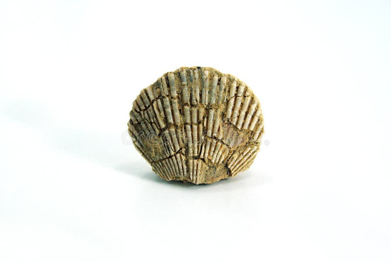 Small Pecten Shell, Fossil, White Background Stock Photo - Image of ...