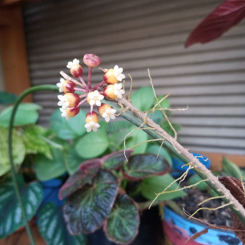 Small Peduncle Flower of Hoya Finlyasonii Stock Image - Image of hoya ...