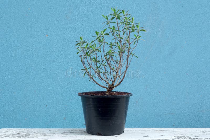 Small Pemphis Acidula , is a Shrub Whose Habitat Usually Grows in the ...