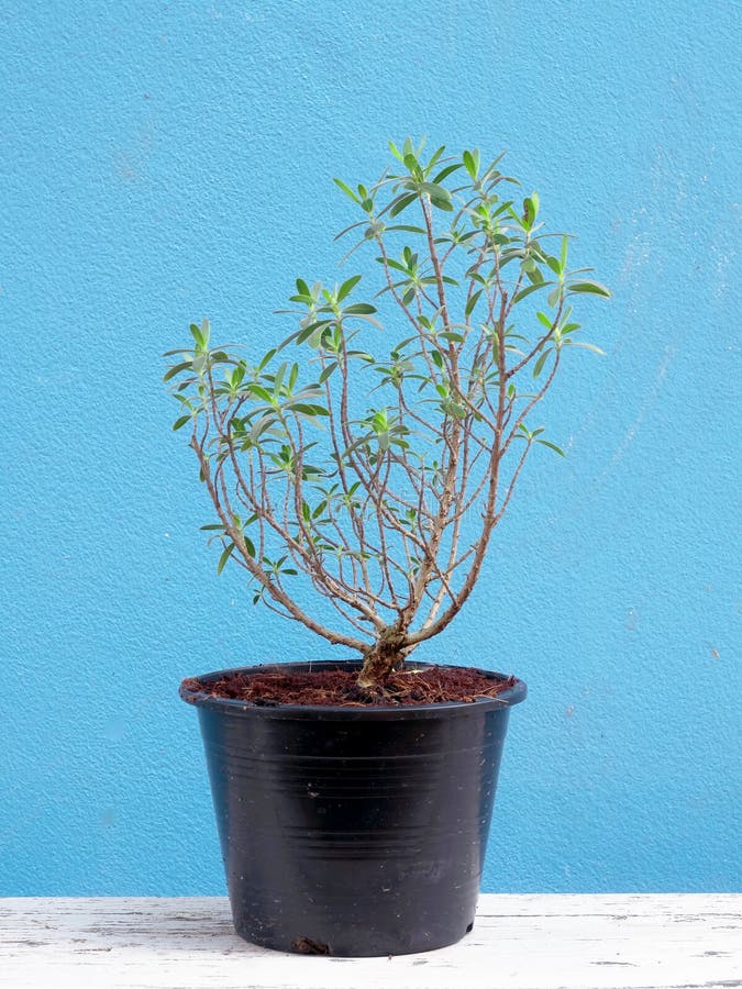 Small Pemphis Acidula , is a Shrub Whose Habitat Usually Grows in the ...