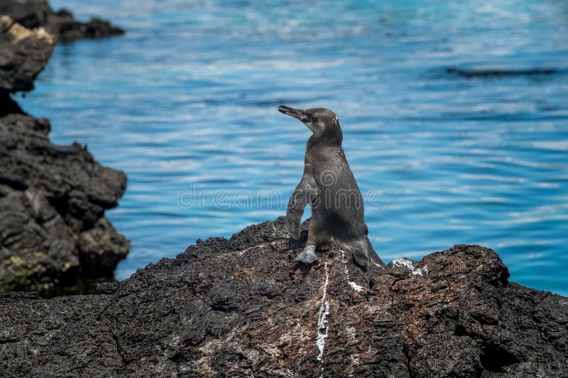 Small Penguin from the Galapagos Islands Posing on Some Rocks at ...