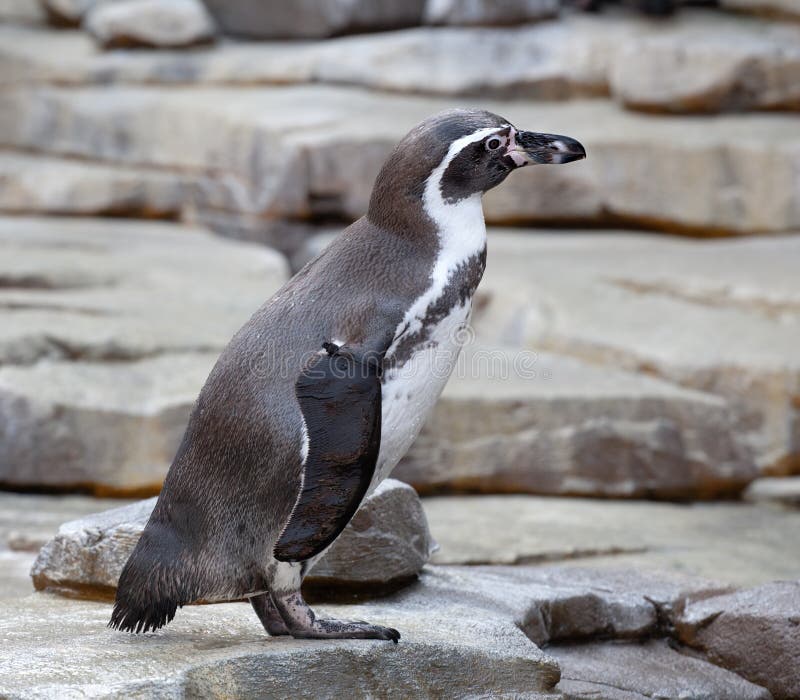 Small penguin stock photo. Image of antarctica, cute - 39742256