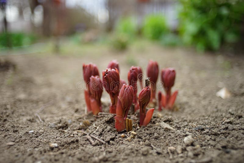 Small Peony Sprouts Pierce through the Ground Stock Image - Image of ...