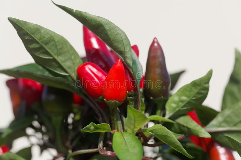 Small Pepper Fruits, Capsicum Annuum Stock Photo - Image of healthy ...