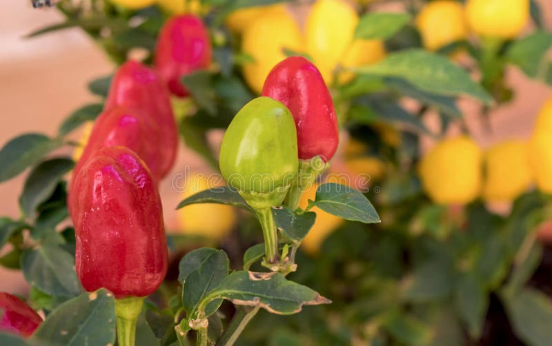 Small pepper plant stock image. Image of beauty, garden - 99899363