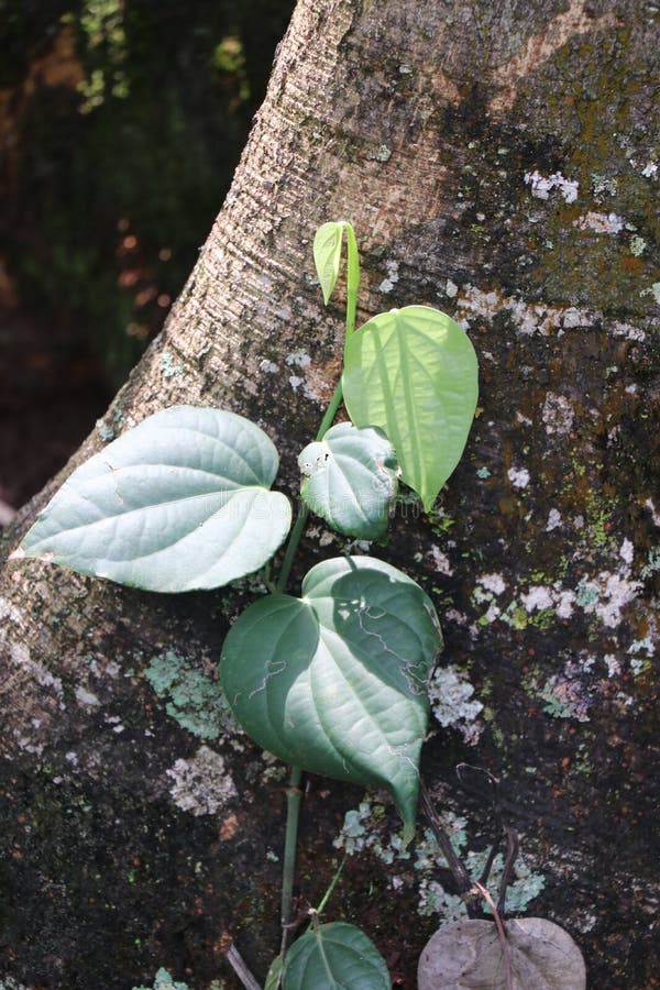 Small Pepper Plant Which is Creeping Towards Big Tree Stock Photo ...
