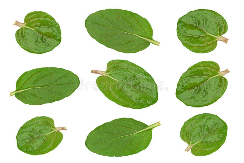 Peppermint closeup leaf stock image. Image of spearmint - 44723089