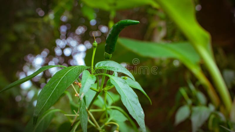 Small Peppers are Growing on the Green Pepper Tree. a Beautiful Natural ...