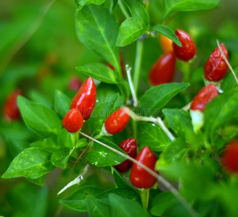 Small Peppers Vegetables in Garden Stock Photo - Image of soil, paprika ...
