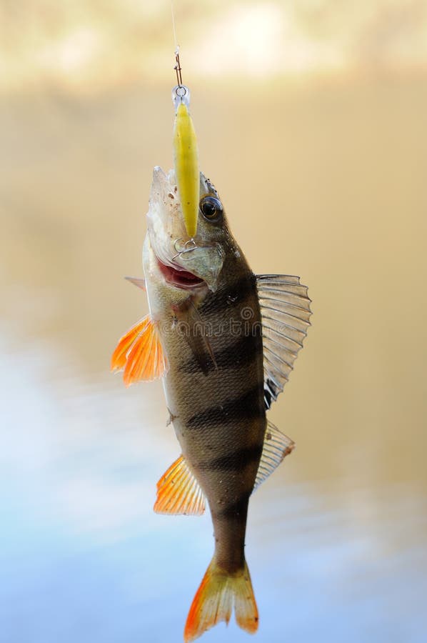 Small perch stock photo. Image of body, bait, ichthyology - 19275546