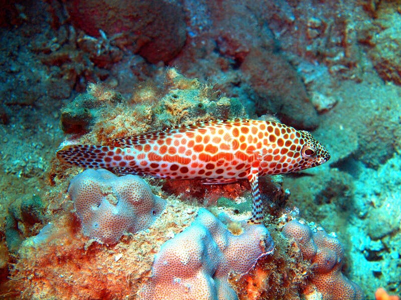 The small perch stock photo. Image of world, vietnam - 19809444