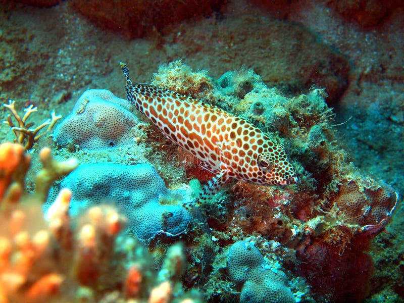 The small perch stock photo. Image of fish, dive, underwater - 19809550