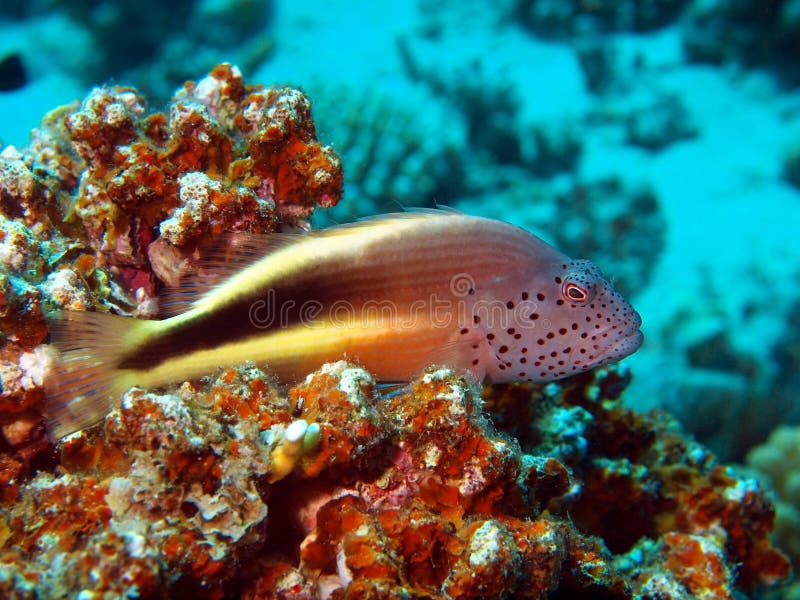 The small perch stock image. Image of coral, underwater - 25810849