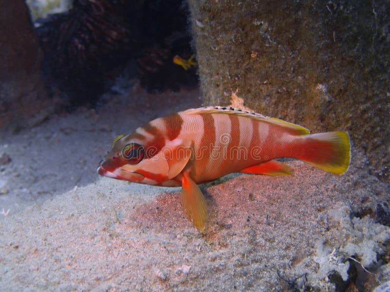 The small perch stock image. Image of fish, animal, water - 25814371