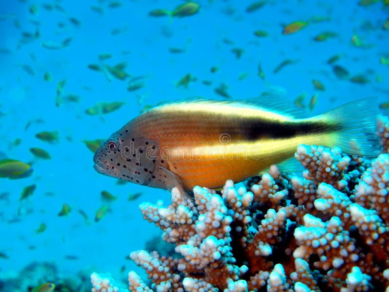 The small perch stock image. Image of dive, tropic, water - 26227523