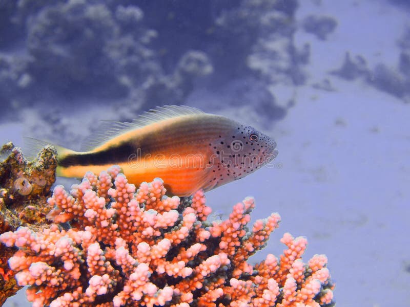 The small perch stock image. Image of fish, ecosystem - 27367715