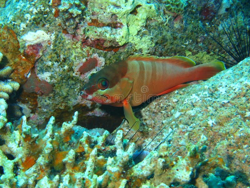 The small perch stock photo. Image of ocean, coral, dive - 27370236