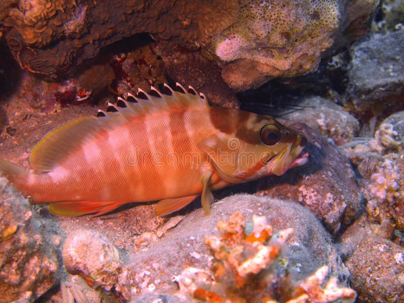 The small perch stock photo. Image of crustacean, underwater - 27370294