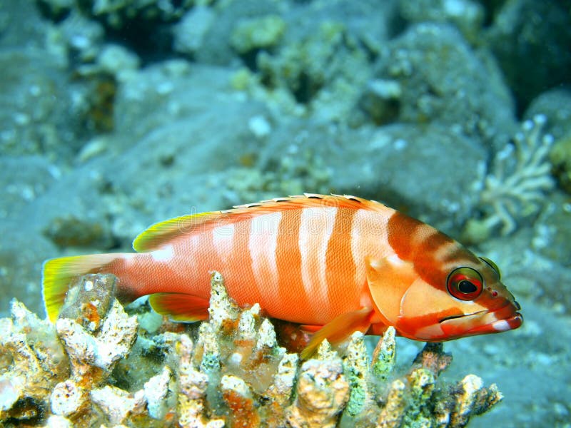 The small perch stock image. Image of seafood, underwater - 27370327