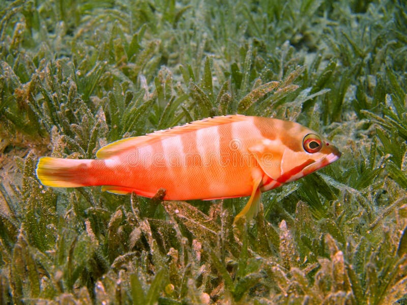 The small perch stock photo. Image of nature, animal - 27370864