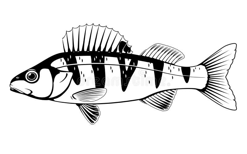Fish Black and White stock illustration. Illustration of cartoon - 10477038